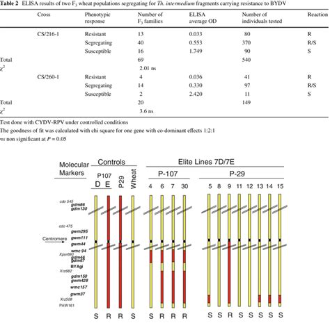 Genomic Composition Of Chromosome 7de Of Elite Wheat Lines From