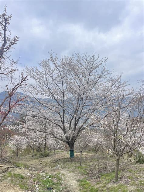 染井吉野樱 花瓣网