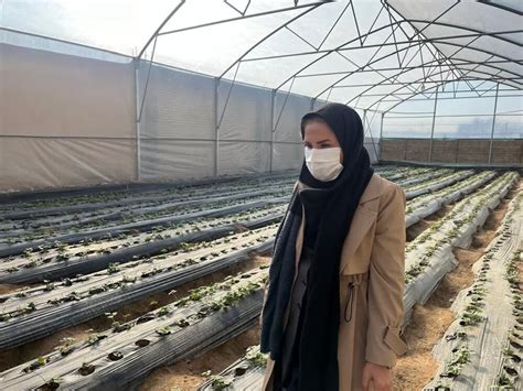 گلخانه‌های کوچک مقیاس فرصت اشتغال‌زایی بانوان روستایی ایسنا