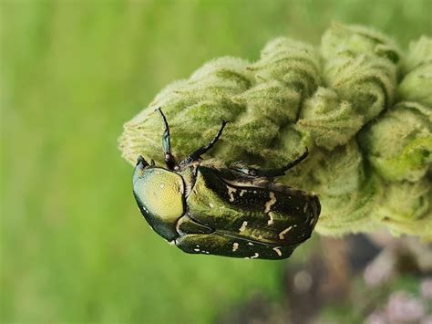 Premium Photo Beetles Up Close Exploring Small And Mighty Bugs