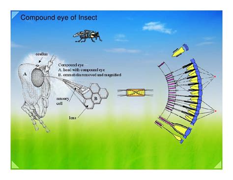 04c Visual Signal Processing Color Vision