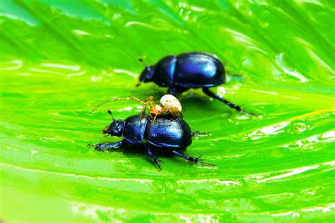 How To Prioritize Bugs And Issues In Qa Whitespace