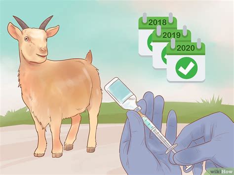 How To Raise Pygmy Dwarf Goats