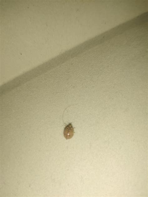 What Is This Looks Like A Grey Ladybug Rwhatisthisbug