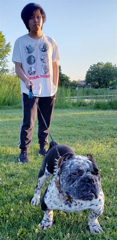 Meet Puppet Our American Windy City Royalty Bullies Ph