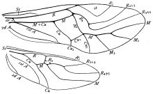 Psocoptera Drawwing
