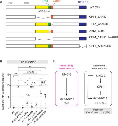 Protein Motif Analysis Of Cfi 1 A Six Cfi 1 Constructs Tested For