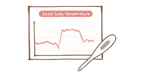 What Is Ovulating Phases Signs And What Happens During Ovulation