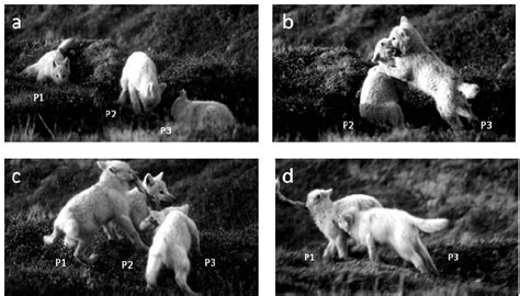 Sequence Of Interactions Among Wolf Pups Illustrate The Social Context