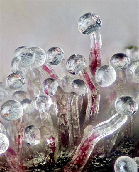 Cannabis Trichomes Under Microscope Rbizarrelife