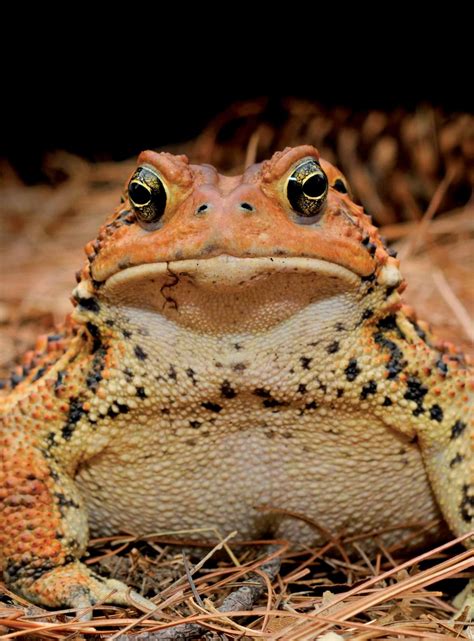 Eastern American Toad For Sale Lfmp