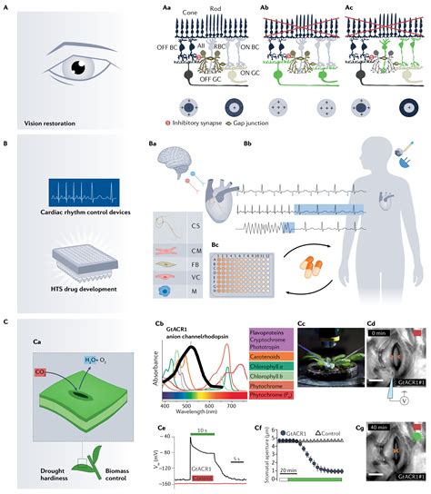 Optogenetics For Light Control Of Biological Systems Pmc