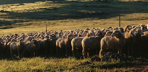 The Sheep Genuine Merino