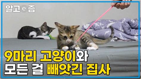 전 행복해요 밥은 못 먹지만요 어쩌다 보니 9마리 고양이를 키우게 된 집사와 사고뭉치 9마리 고양이│고양이를 부탁해│알고e즘 Youtube