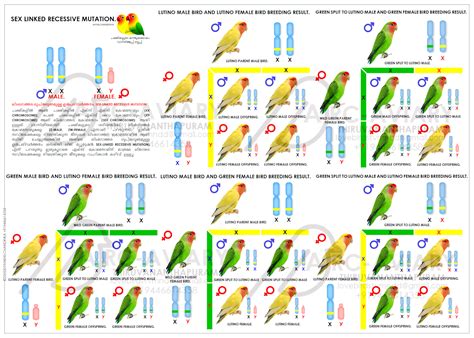 സെക്സ് ലിങ്ക് റീസെസ്സിവ് മ്യൂട്ടേഷൻ Sex Linked Recessive Mutation