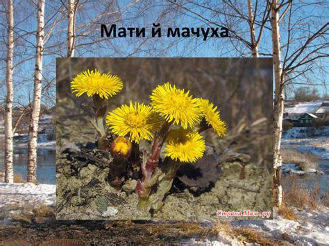 Презентація Первоцвіти вісники весни