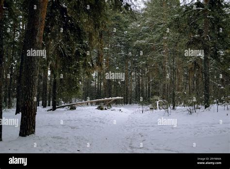 A Small Clearing Under The Crowns Of Pines In The Winter Forest And A Fallen Pine Trunk Stock