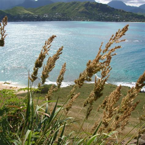 Kawelu Eragrostis Variabilis Plant Care And How To Grow Water