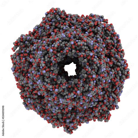 Proteasome From Yeast Chemical Structure The Proteasome Is A Huge Protein Complex That Breaks