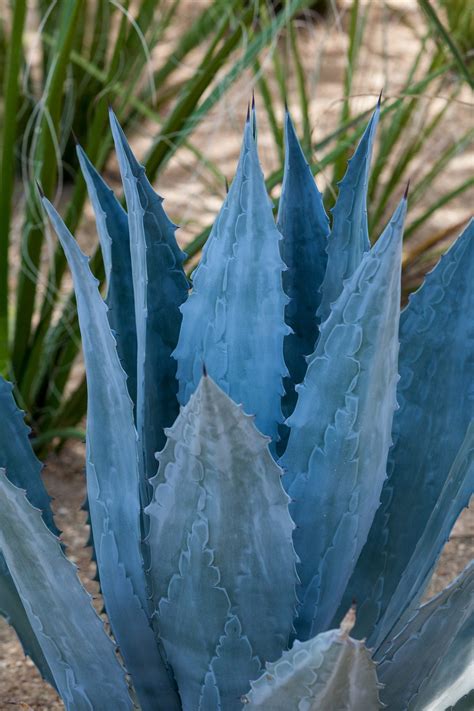 Century Plant Sunnylands Art Garden
