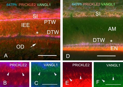 Localization Of Core Planar Cell Polarity Proteins Prickles In