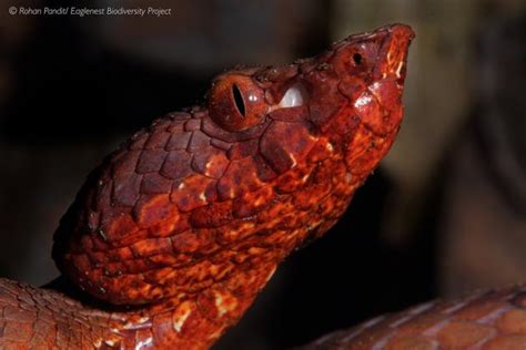 Unique New Species Of Pit Viper With Heat Sensing System Found In