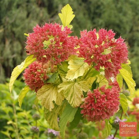 Пузыреплодник (Physocarpus) — описание, выращивание, фото | на LePlants.ru