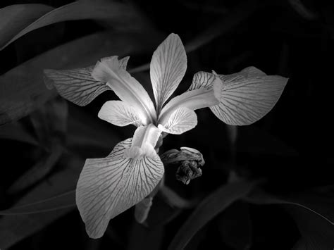 Purple Bearded Iris Squam Creative Services