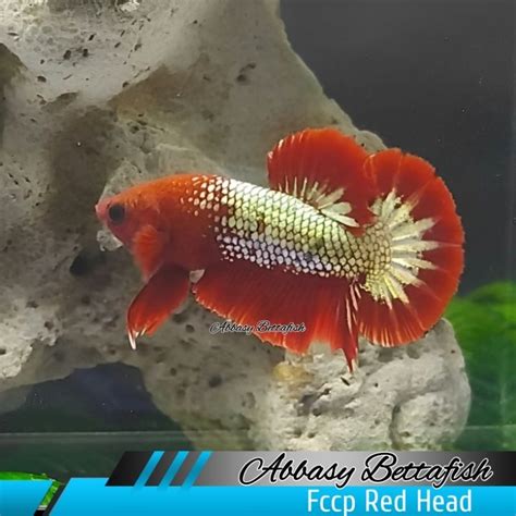 Jual Plakat Fccp Red Head Male Real Picture Shopee Indonesia