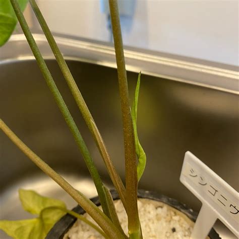 シンゴニウム新芽ちゃん ワタシの観葉植物達
