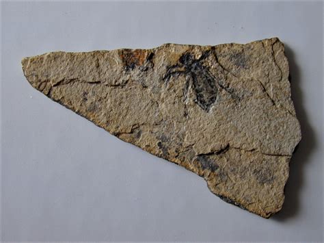 Honey Bee Fossil Id The Fossil Forum