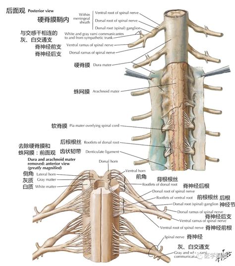 脊髓、脊柱、脊神经高清解剖图 脑医汇