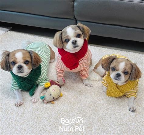 강아지피부병 종류와 예방법 올바른 털말리기 방법까지 총정리 건강정보 바른뉴트리 강아지피부병 종류와 예방법 올바른 털말리기 방법까지 총정리 건강정보 바른뉴트리