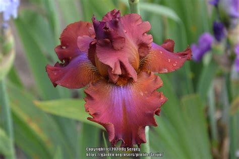 Tall Bearded Iris Iris Mad World In The Irises Database