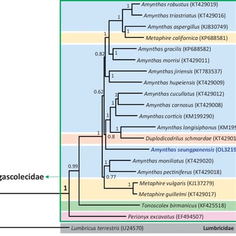 Phylogenetic Tree Of Megascolecidae Bayesian Inference Bi Method Was