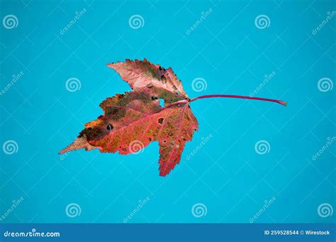Red Maple Leaf Floating On A Blue Water Stock Illustration Illustration Of Maple Nature