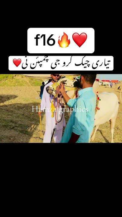 F16 Nuttar Foryou Bullracevideo 10million Foryoupageofficiall Foryourpage Foryou Foryou