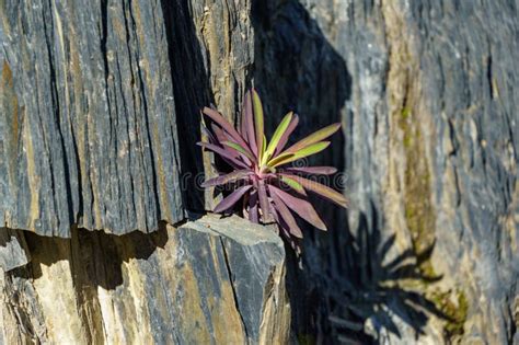 Wild Plant On Barren Rock In Natural Environment Of Caucasus Mountains
