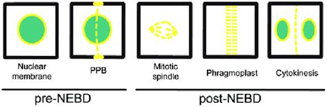 Localization Of Nuclear Envelope Proteins In Pre And Post Nebd