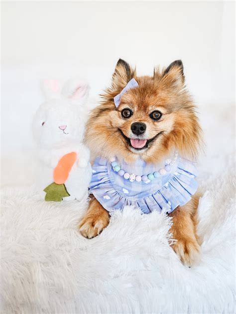 Collections Stellaloo