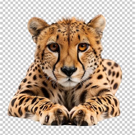 Premium Psd Cheeta On Isolated White Background