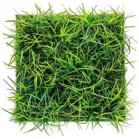 Carpetgrass With Vibrant Teal Reed And Lime Highlights Grass Fresh