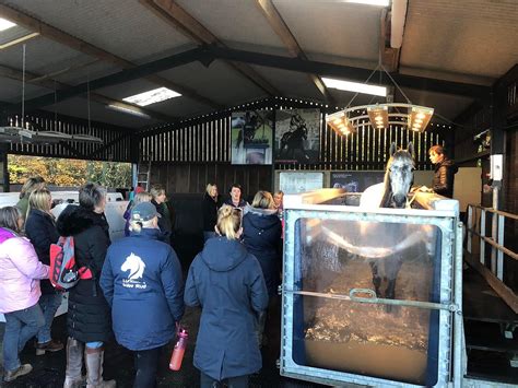 Why When What And How A Vet Physios Approach To Lunging