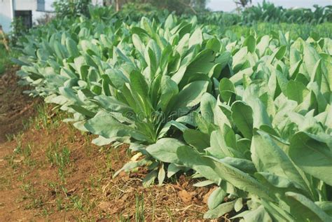Vegetable Field Lush Green Field Ready To Be Harvested And Clear Blue