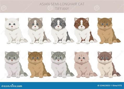 Tiffany Cat Asian Semi Longhair Cat Tiffanie Clipart All Coat Colors