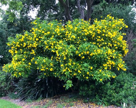 Tecoma Stans Gardensonline