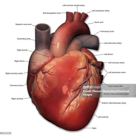 Anterior View Of Human Heart Anatomy With Annotations High Res Vector