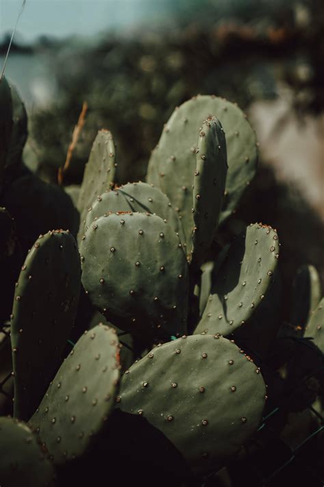 Download Free Cactus Plant Aesthetic Wallpaper