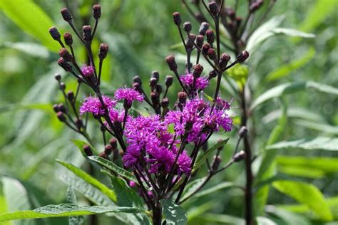 How To Grow And Care For Ironweed Vernonia Gardeners Path