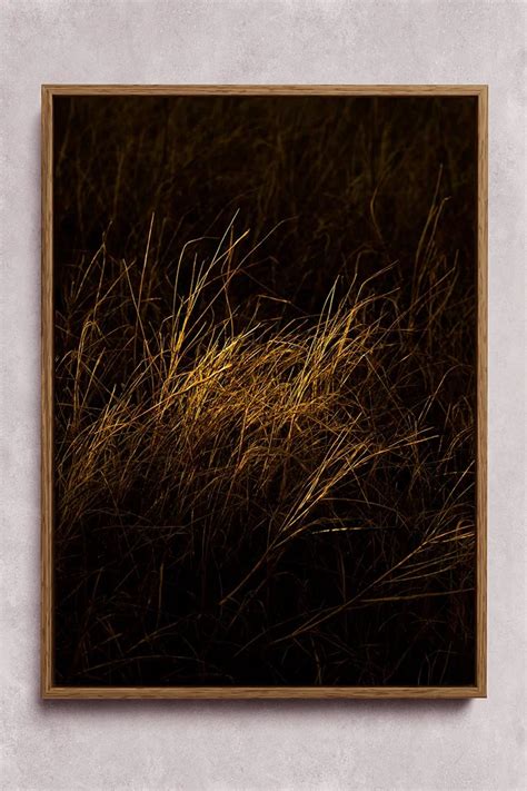 Beach Grasses — Camera And Photo
